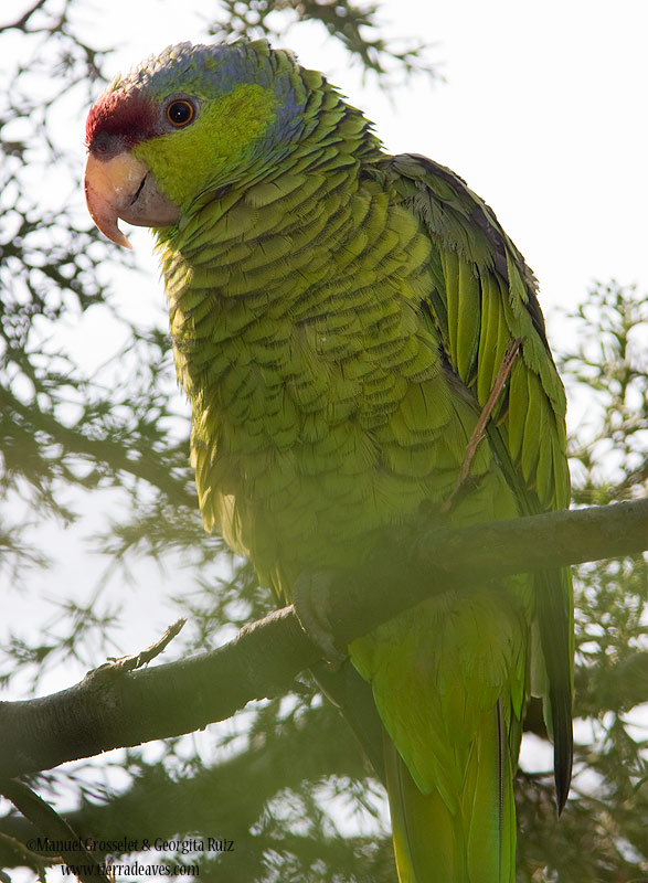 Amazona finschi – Loros sin fronteras