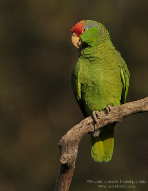 Amazona viridigenalis – Loros sin fronteras