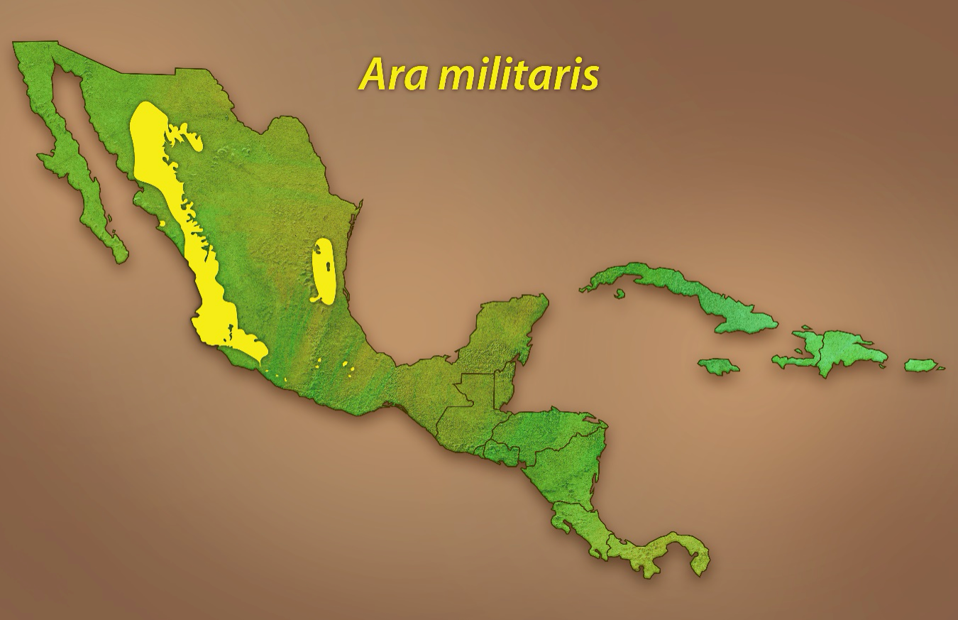 Ara militaris – Loros sin fronteras