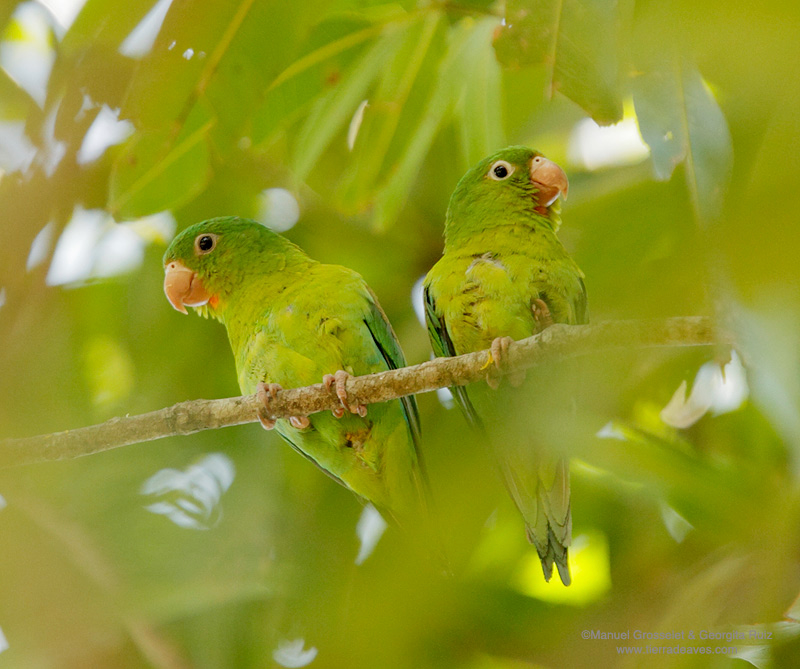 Brotogeris jugularis – Loros sin fronteras