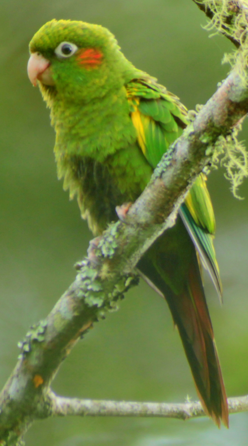 Pyrrhura hoffmanni – Loros sin fronteras