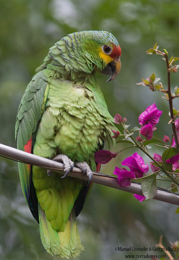 Amazona autumnalis – Loros sin fronteras